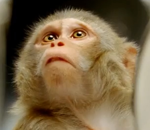 Top 5 ‘offensive’ animal ads