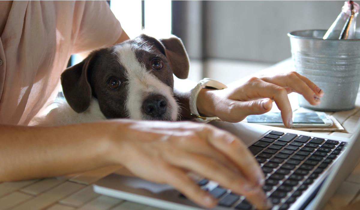 Pets at Home credits personalisation for accelerating ‘marketing velocity’